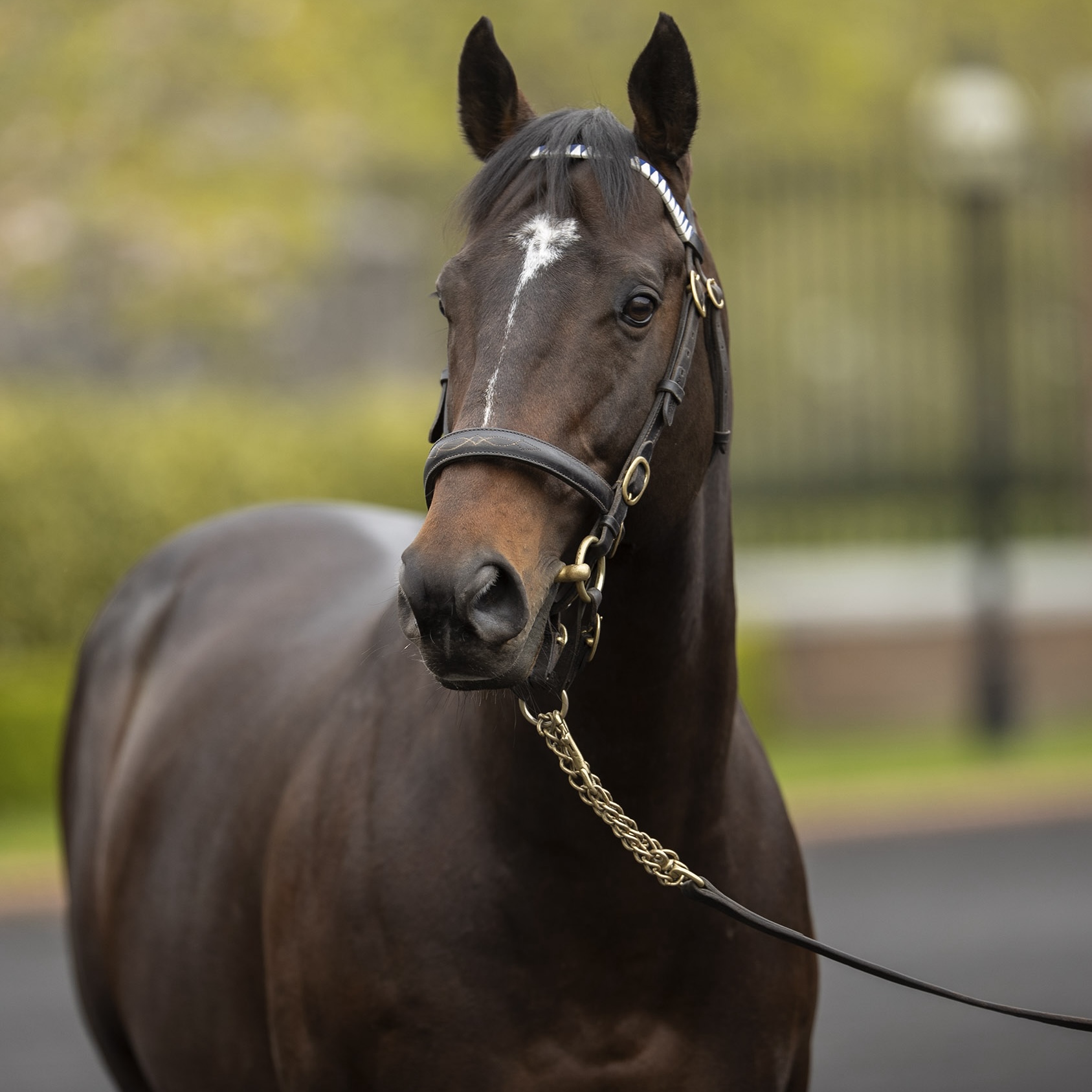 Darley thoroughbred stallions, siring generations of winning racehorses
