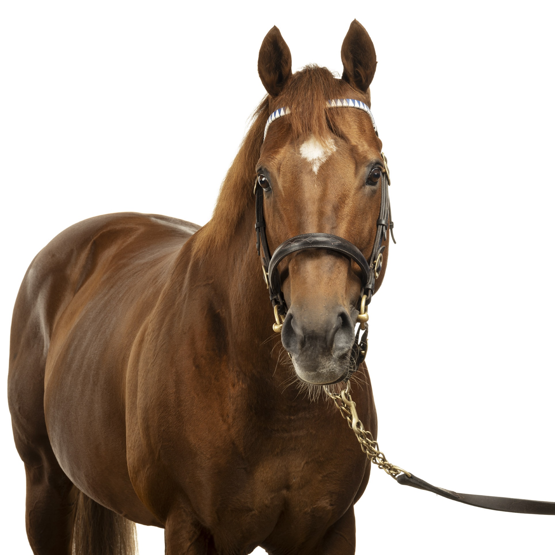 Darley thoroughbred stallions, siring generations of winning racehorses