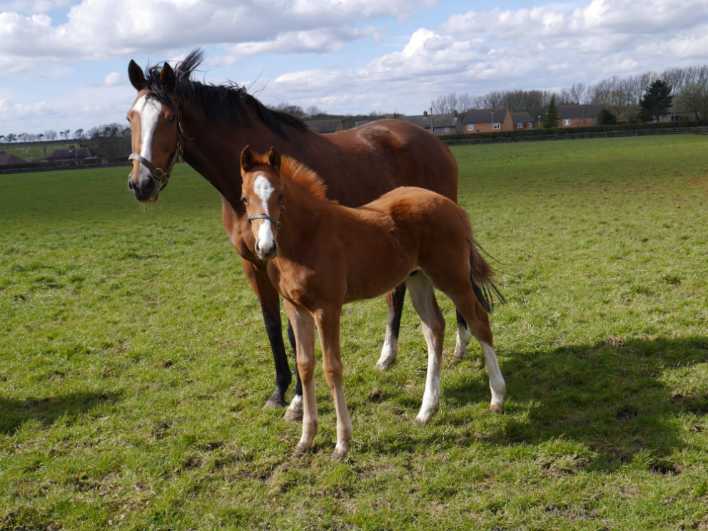 In the spotlight | Europe